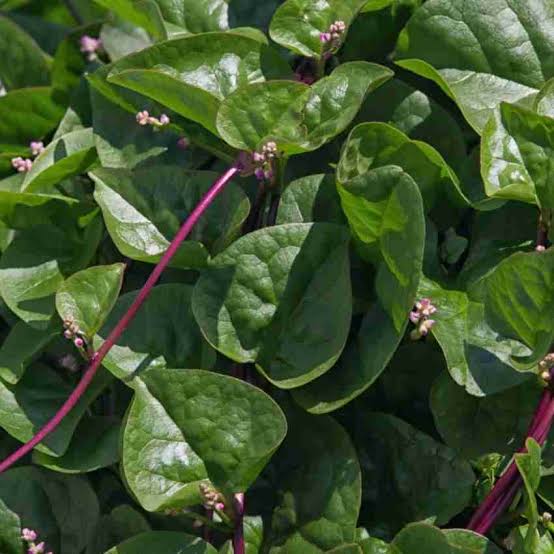 Red Bachali (Red Malabar spinach) – Organic Prabha Store