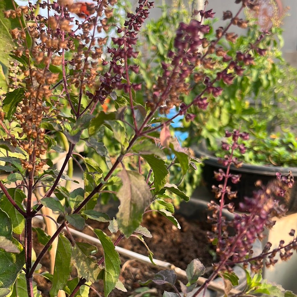 Vishnu Tulasi seeds – Organic Prabha Store