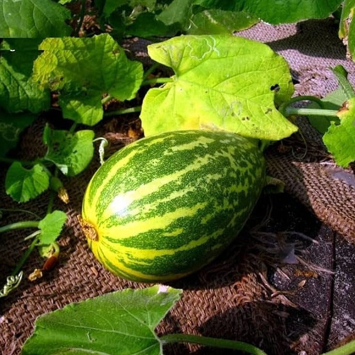 Sambar Dosakaya – Organic Prabha Store