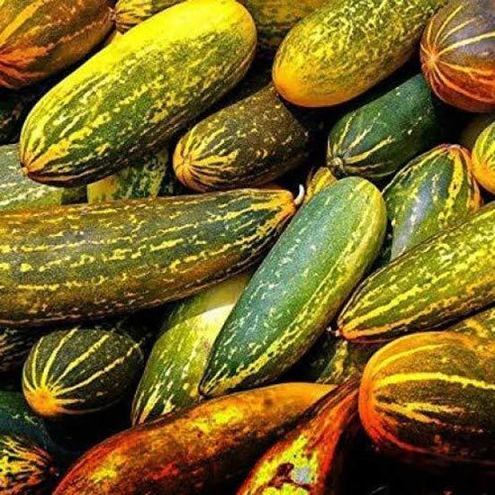 Dosa pandu fruit (madras kakdi) big దోస పండు – Organic Prabha Store