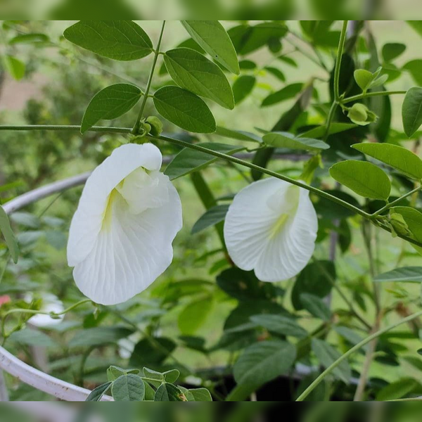 White Shanku Flowers (White Aparajitha) – Organic Prabha Store